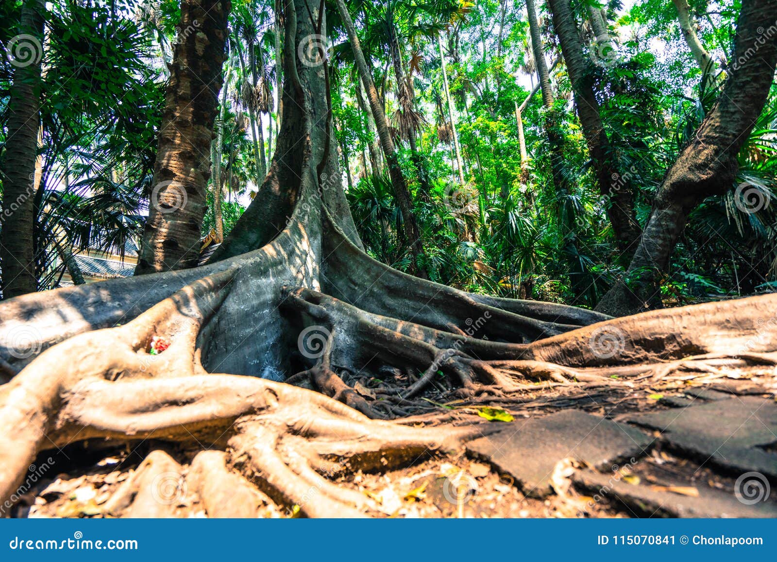 Big Tree Have Buttress Root Stock Image - Image of botany, rural: 115070841