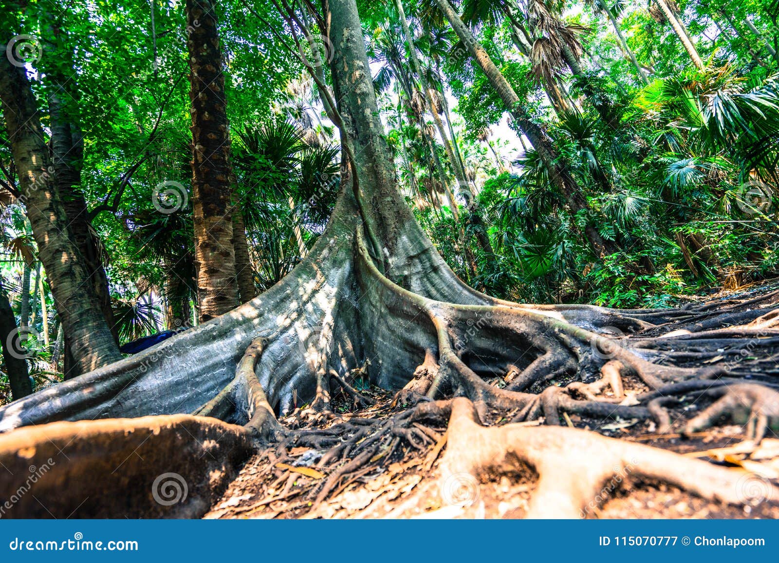 Buttress Roots In The Tropical Rainforest
