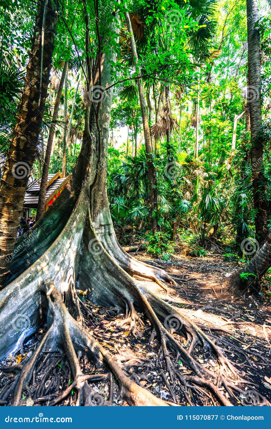 Big Tree Have Buttress Root Stock Image - Image of branches, buttress ...