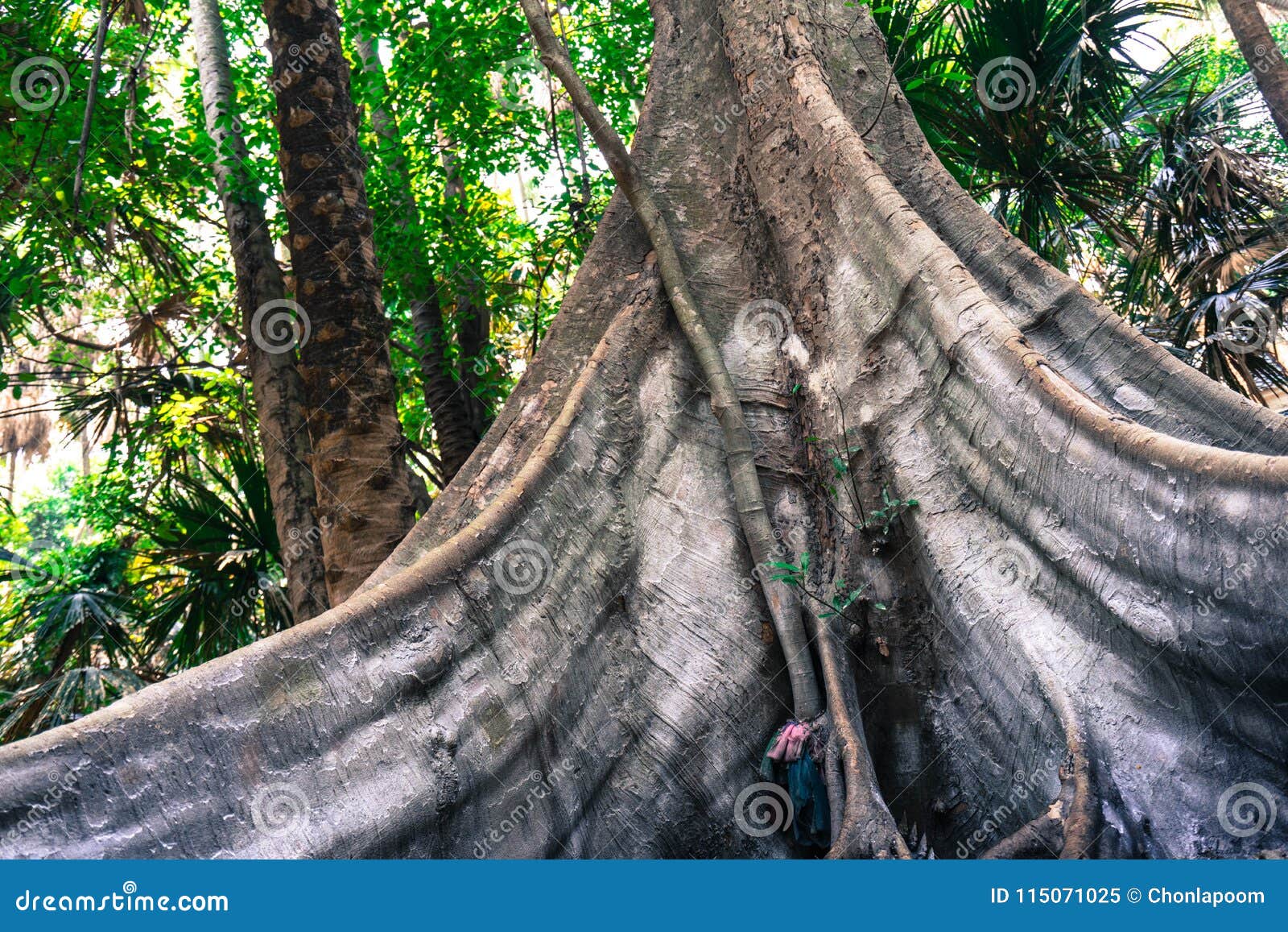 Big Tree Have Buttress Root Stock Image - Image of rural, branches ...