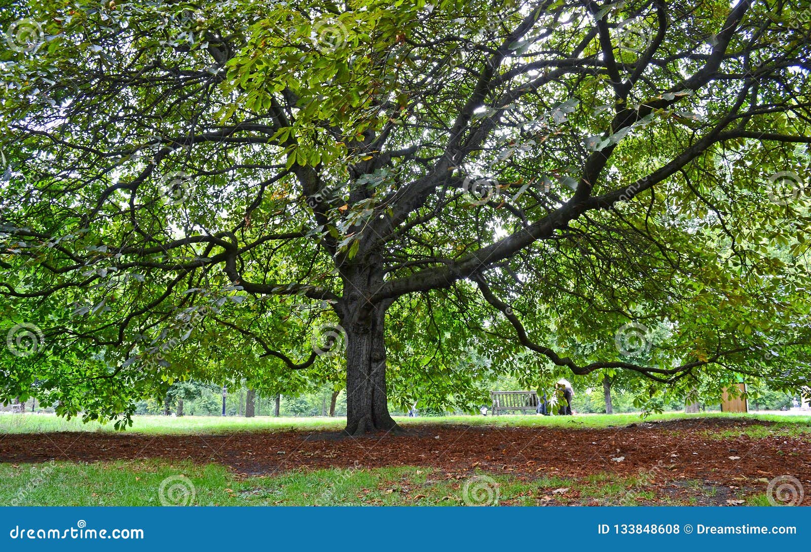 Big Tree in Hide Park, London 2013 Stock Photo - Image of leaf ...