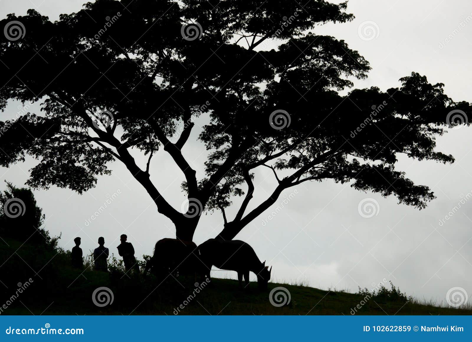 Big Tree on the Hill, Capas Stock Image - Image of tree, vacation ...
