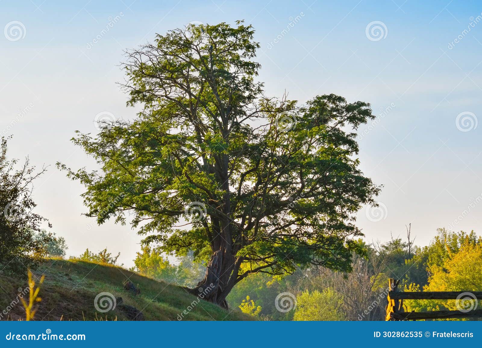 Big Tree on a Hill at Sunset Stock Image - Image of wood, sunny: 302862535