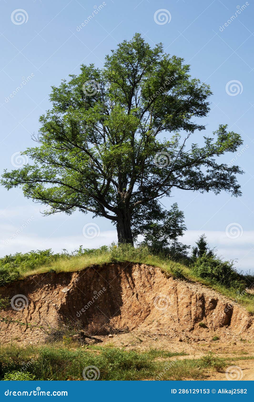 Big Tree on the Hill with Unstable Ground Stock Image - Image of branch ...