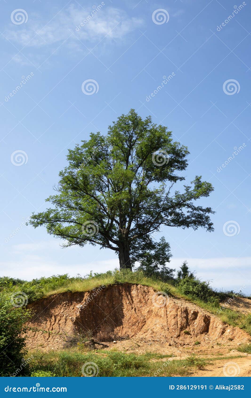 Big Tree on the Hill with Unstable Ground Stock Image - Image of ...