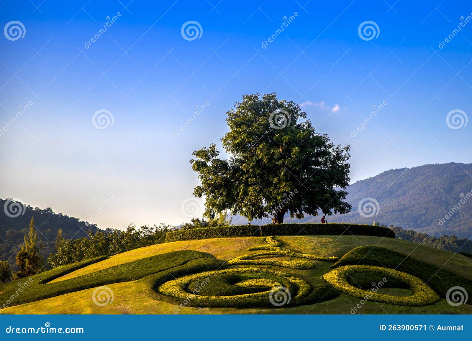 Big Tree on a Hillside on Mostly Clear Blue Skies Background Stock ...