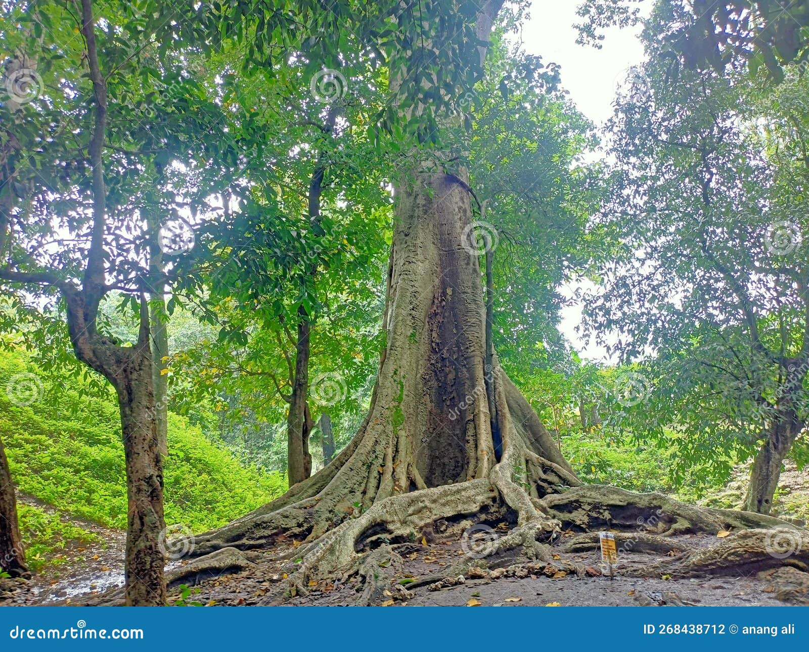 The Big Tree is Hundreds of Years Old? Stock Photo - Image of tree ...