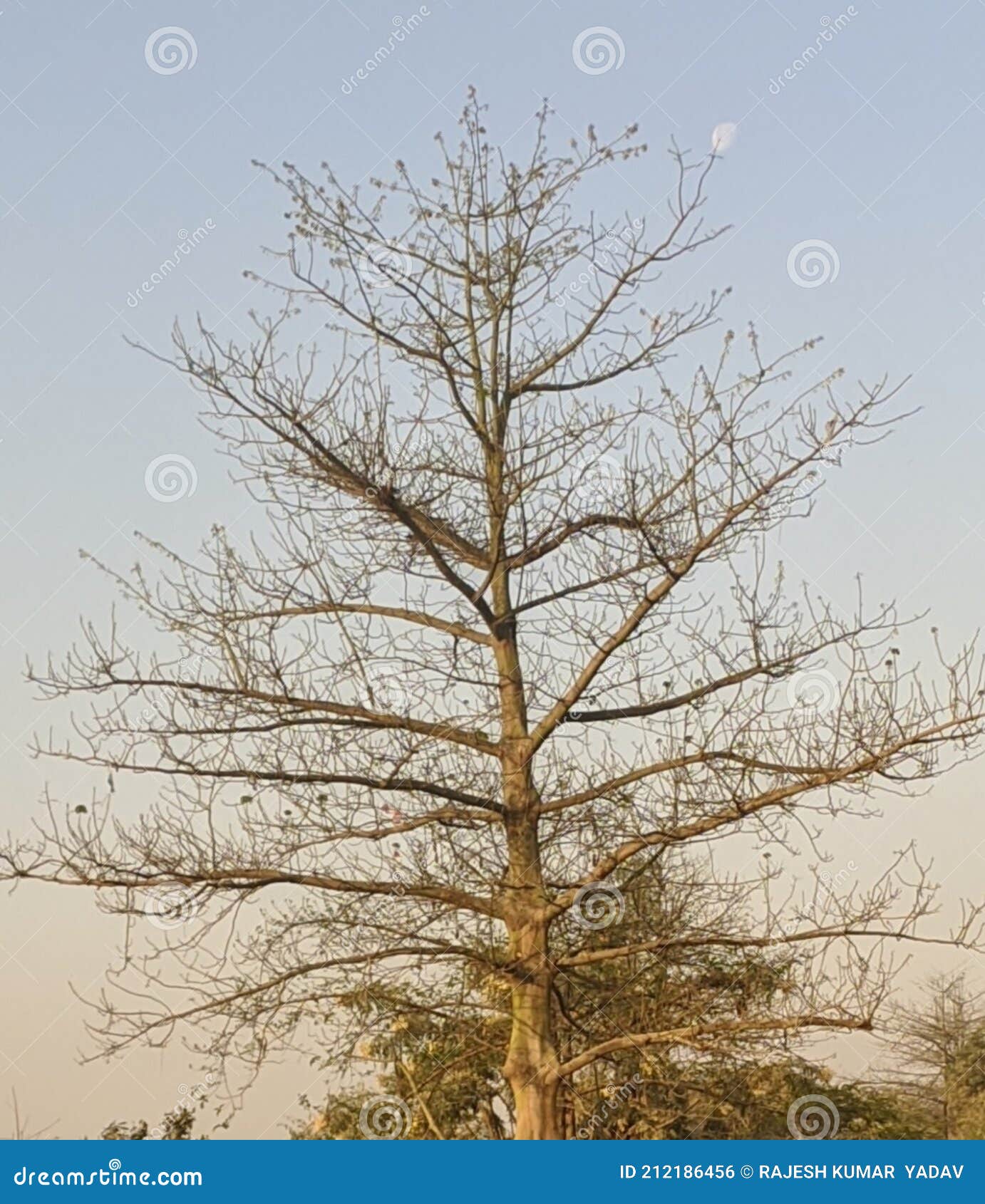 Big Tree images stock photo. Image of tree, sunlight - 212186456