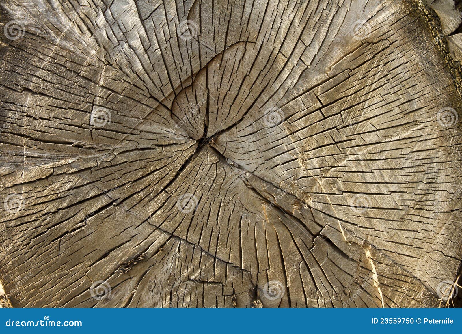 Big tree intersection stock photo. Image of pattern, construction ...