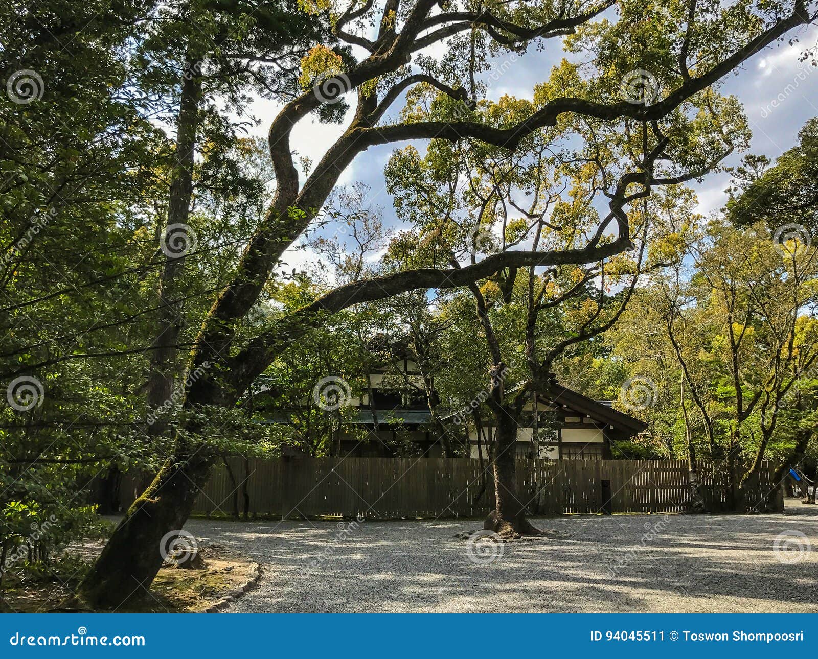 Big tree in Ise Jingu stock image. Image of high, forest - 94045511