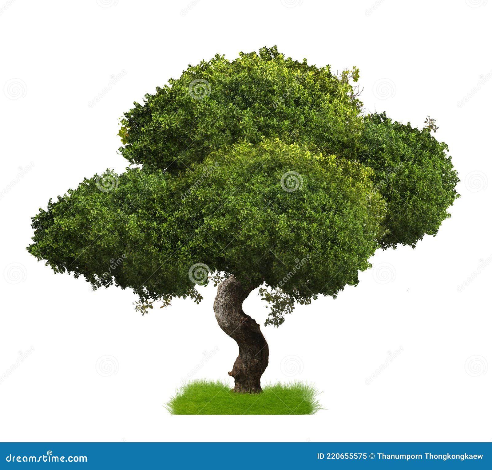 Big Tree Isolate on White Background Stock Illustration - Illustration ...