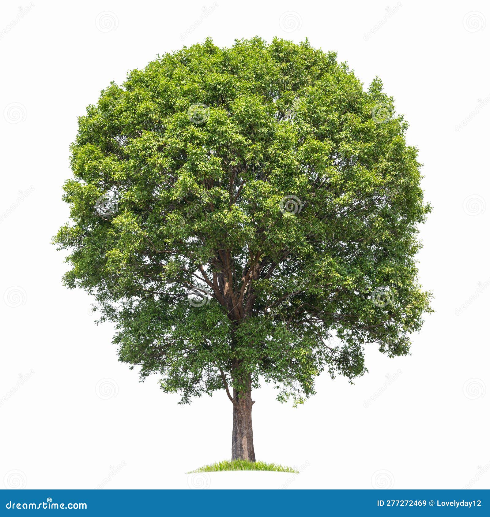 Big Tree Isolate on White Background Stock Image - Image of green ...
