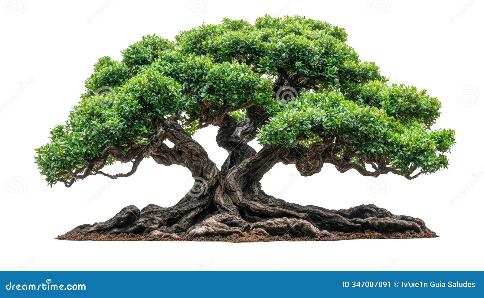 Big Tree with Isolated on a Transparent Background Stock Illustration ...