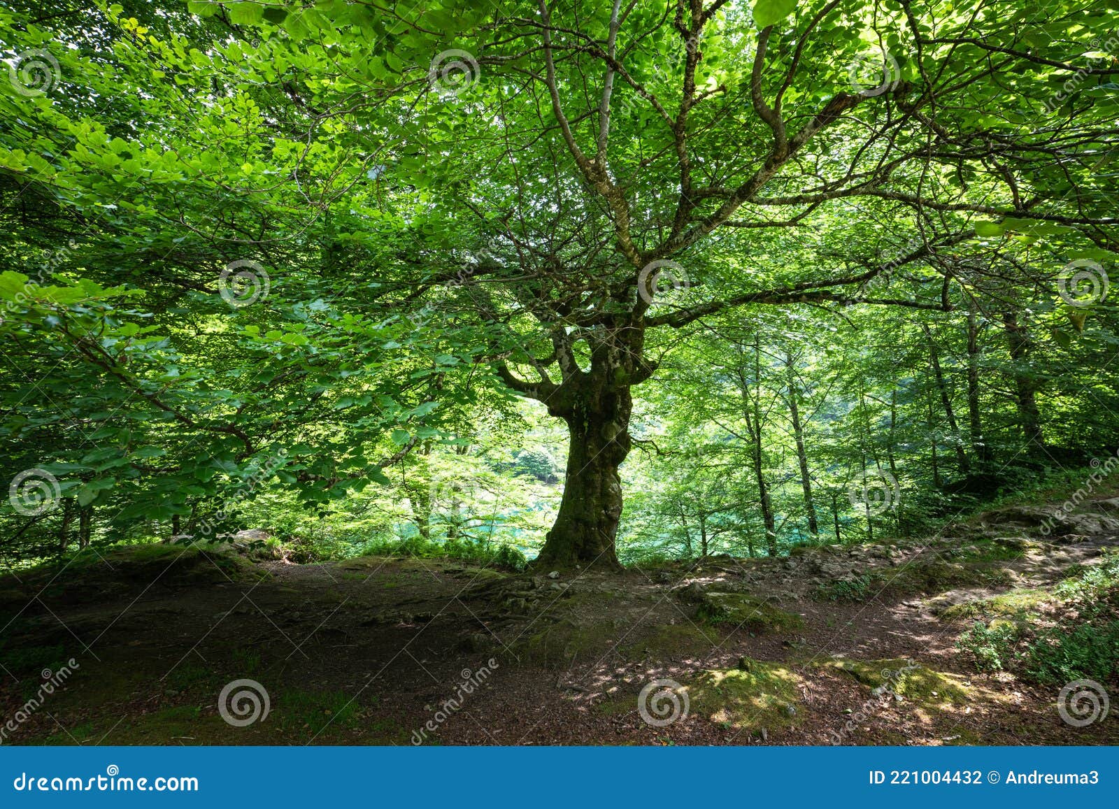 Big Tree Isolated in the Forest Stock Photo - Image of environment ...