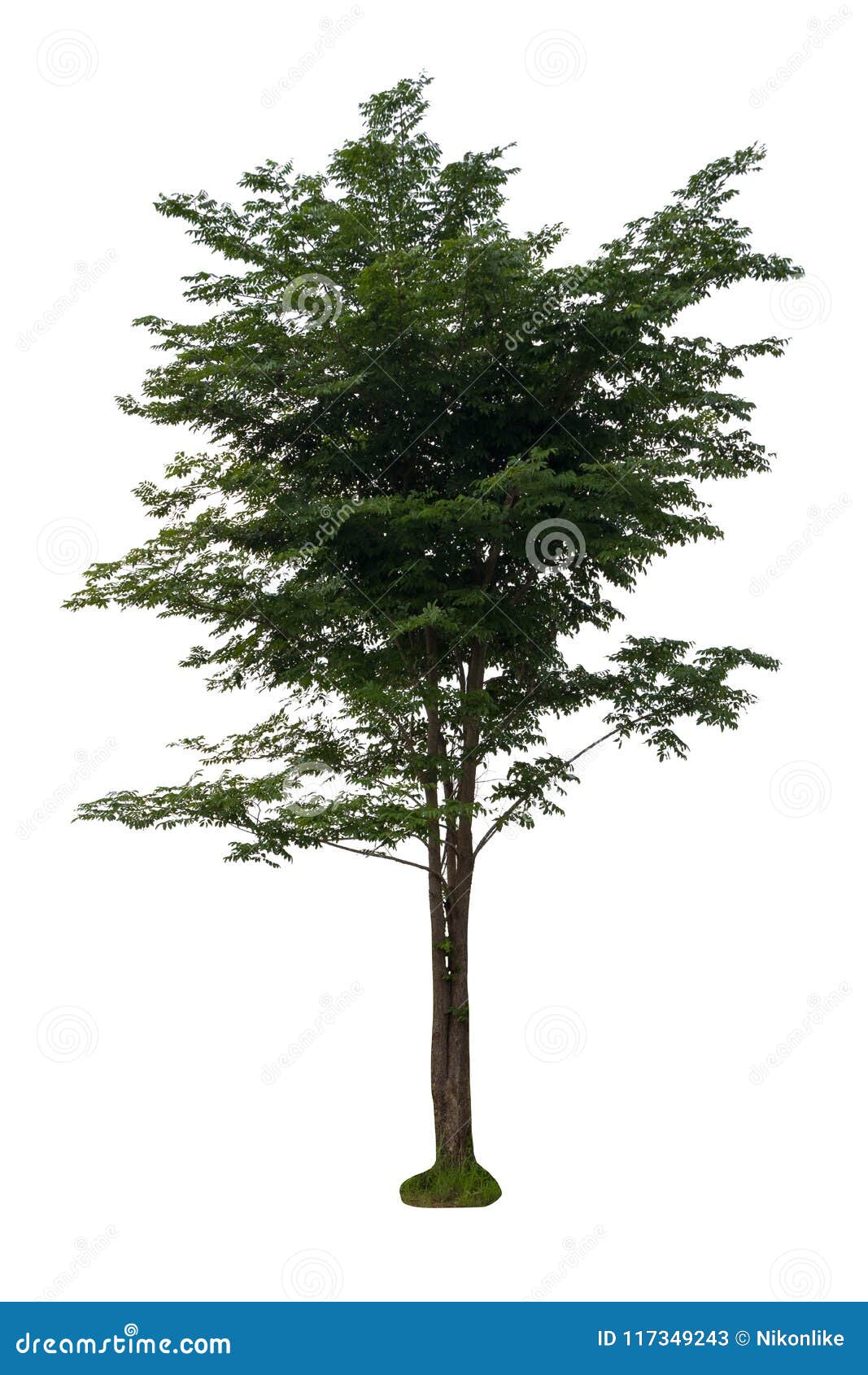 Big tree isolated. stock image. Image of summer, botanic - 117349243