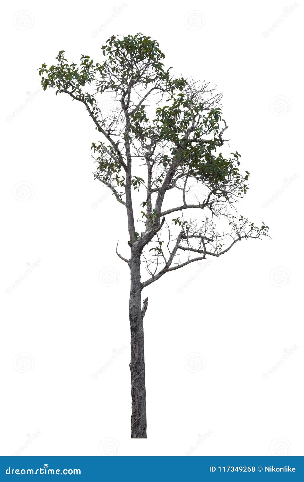 Big tree isolated. stock photo. Image of beautiful, nature - 117349268
