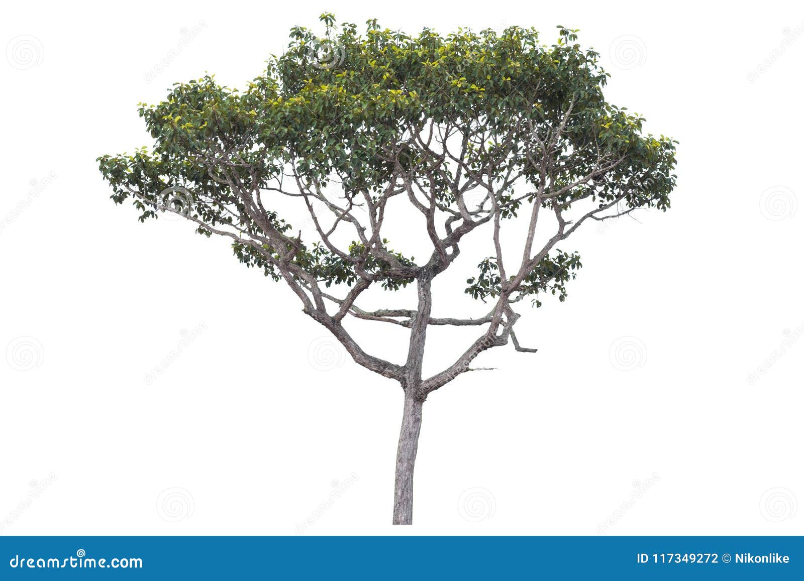Big tree isolated. stock photo. Image of nature, botany - 117349272