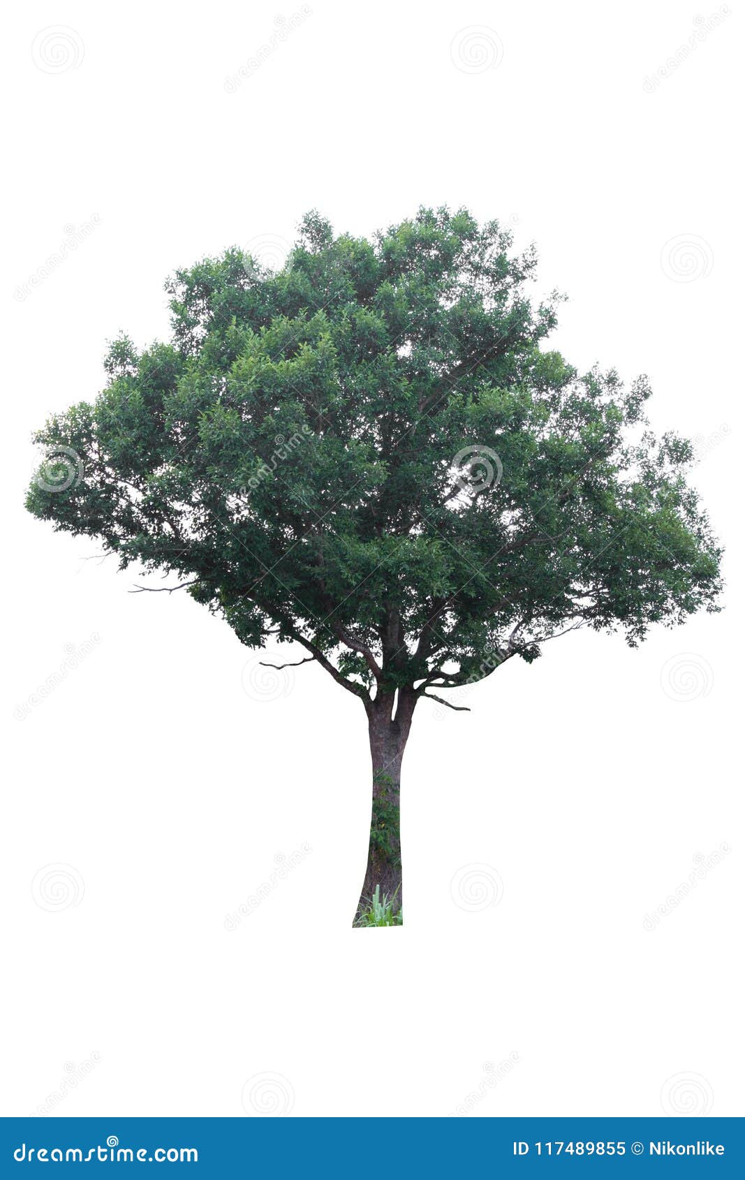 Big tree isolated. stock image. Image of plant, collection - 117489855