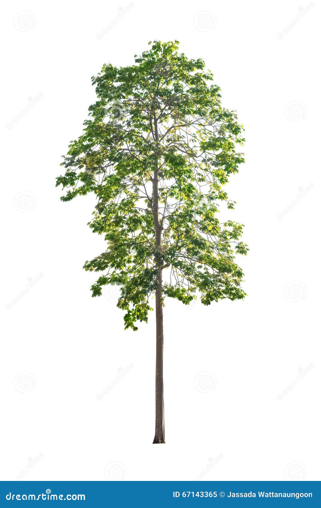 Big Tree Isolated on White. Stock Image - Image of isolated, canopy ...