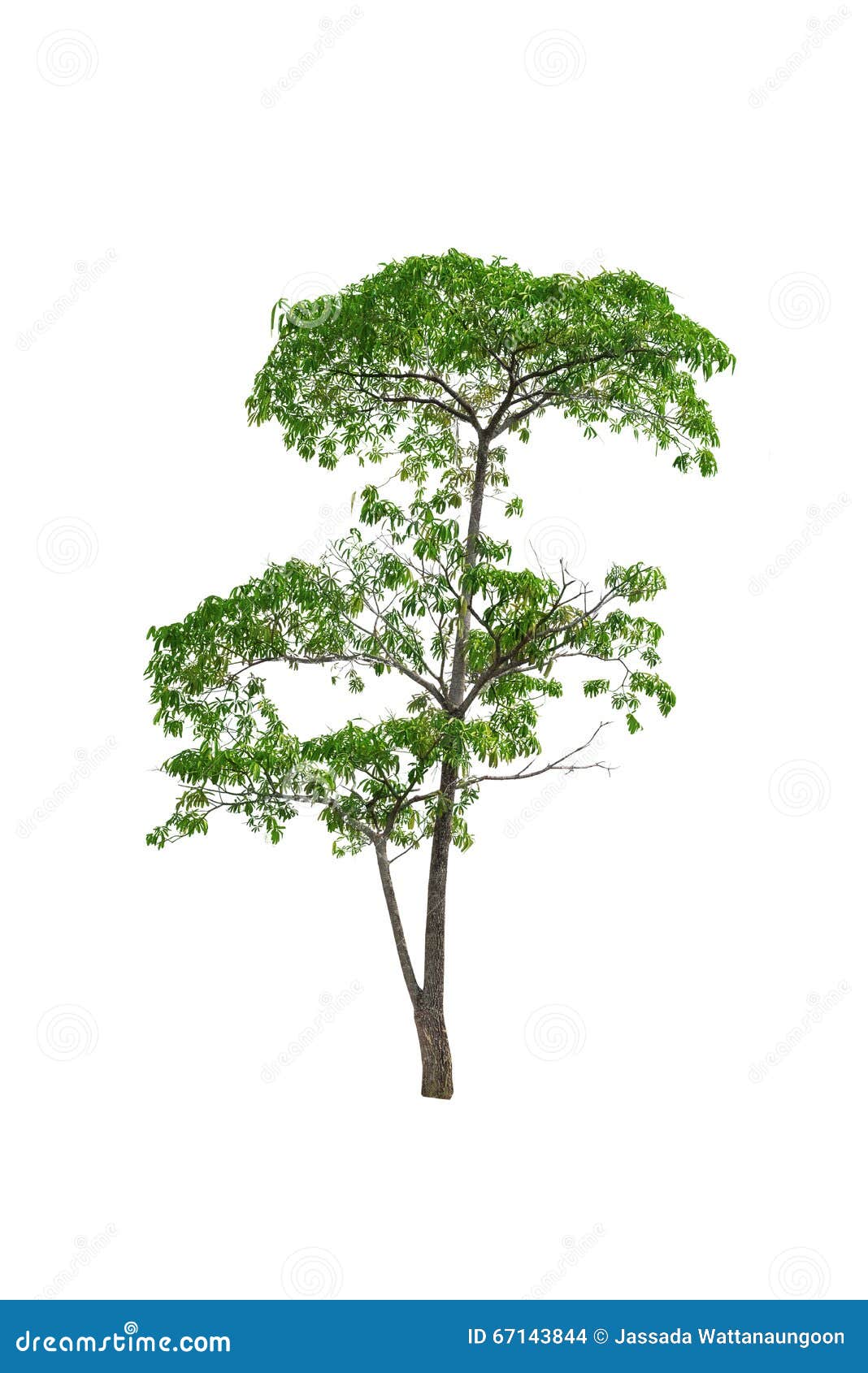 Big tree isolated on white stock photo. Image of isolation - 67143844