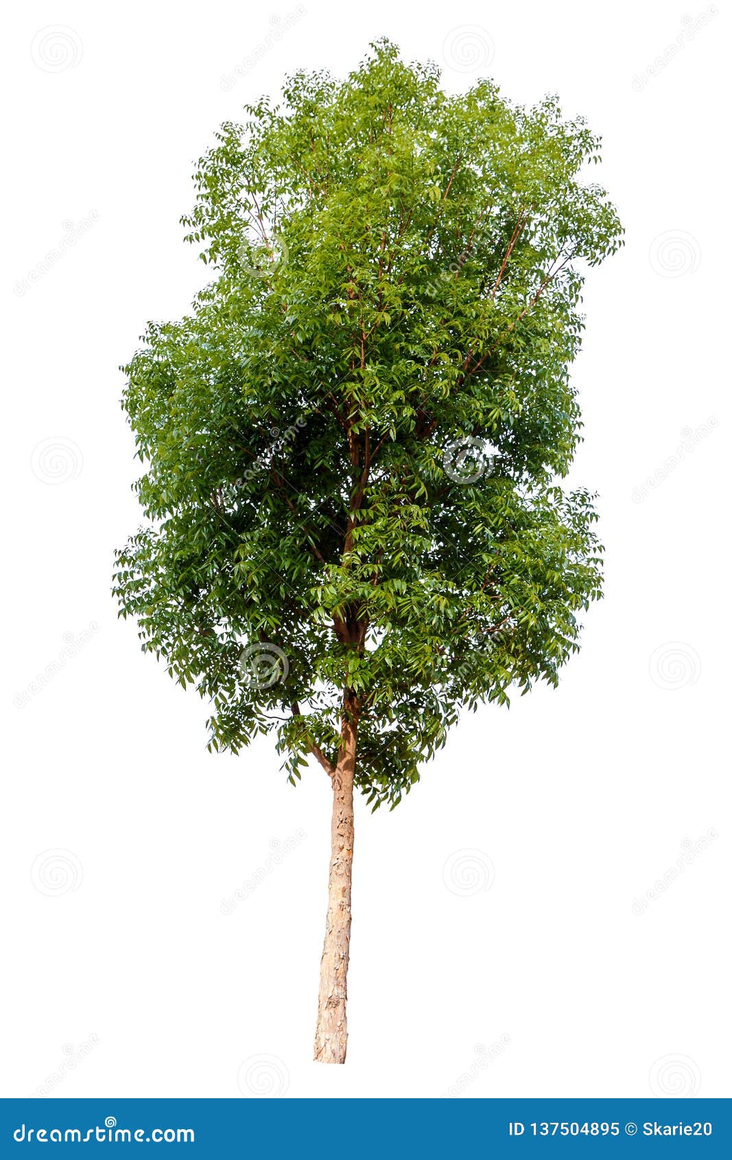 A Big Tree Isolated on White Background Stock Image - Image of solitude ...