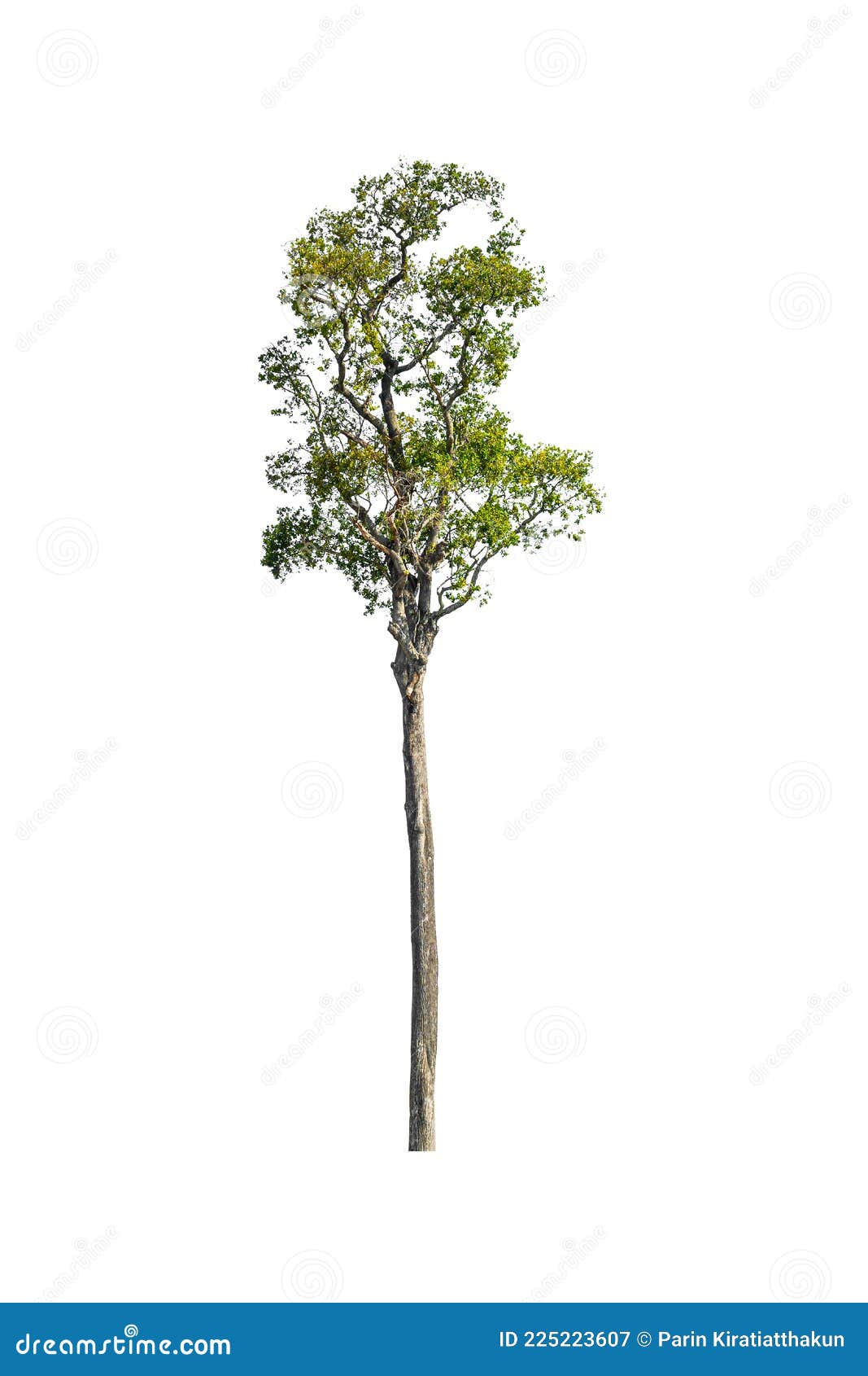 Big Tree Isolated on White. Stock Image - Image of environment, nature ...
