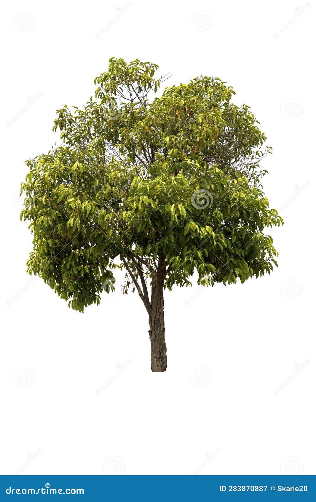 A Big Tree Isolated on White Background Stock Image - Image of space ...