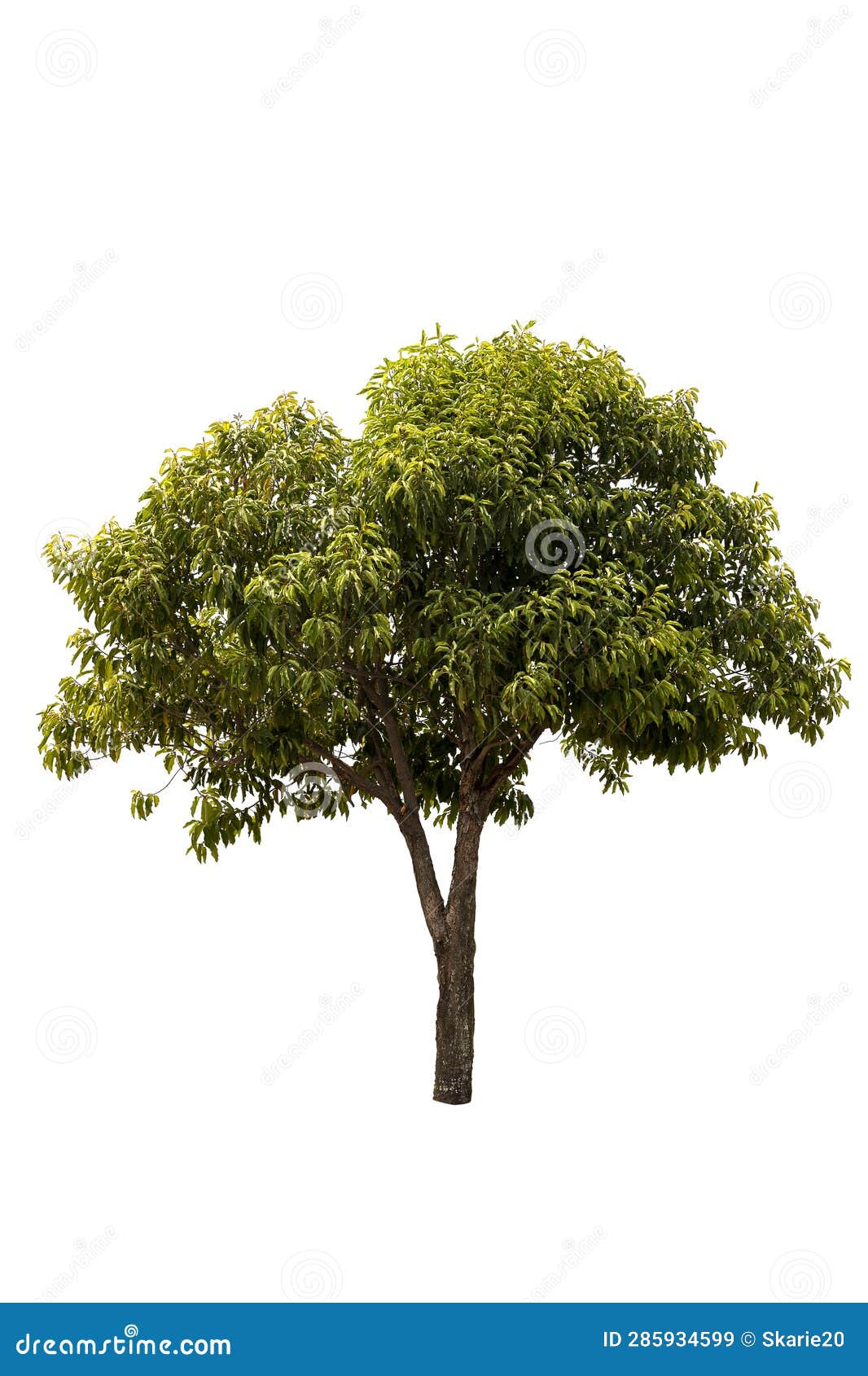 A Big Tree Isolated on White Background Stock Image - Image of forestry ...