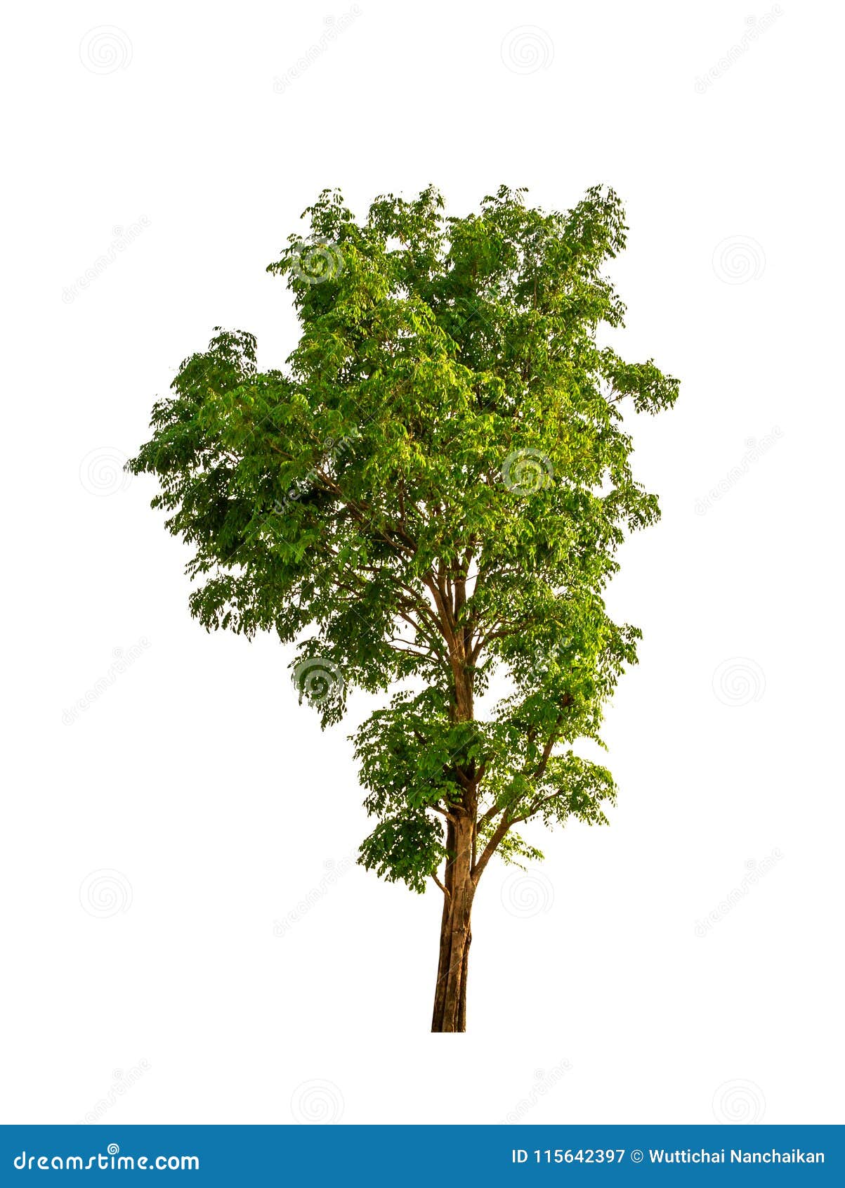 Big tree stock image. Image of isolated, single, forestry - 115642397