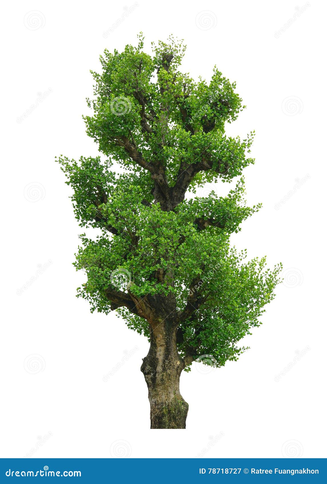 Big tree stock image. Image of background, leafy, leaf - 78718727