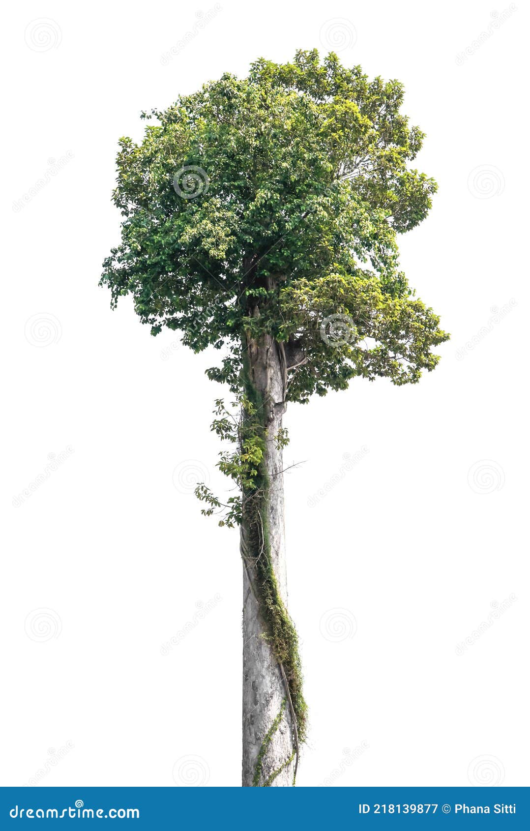 Big Tree Isolated on White Background. Large Rubber Tree with Creeping ...