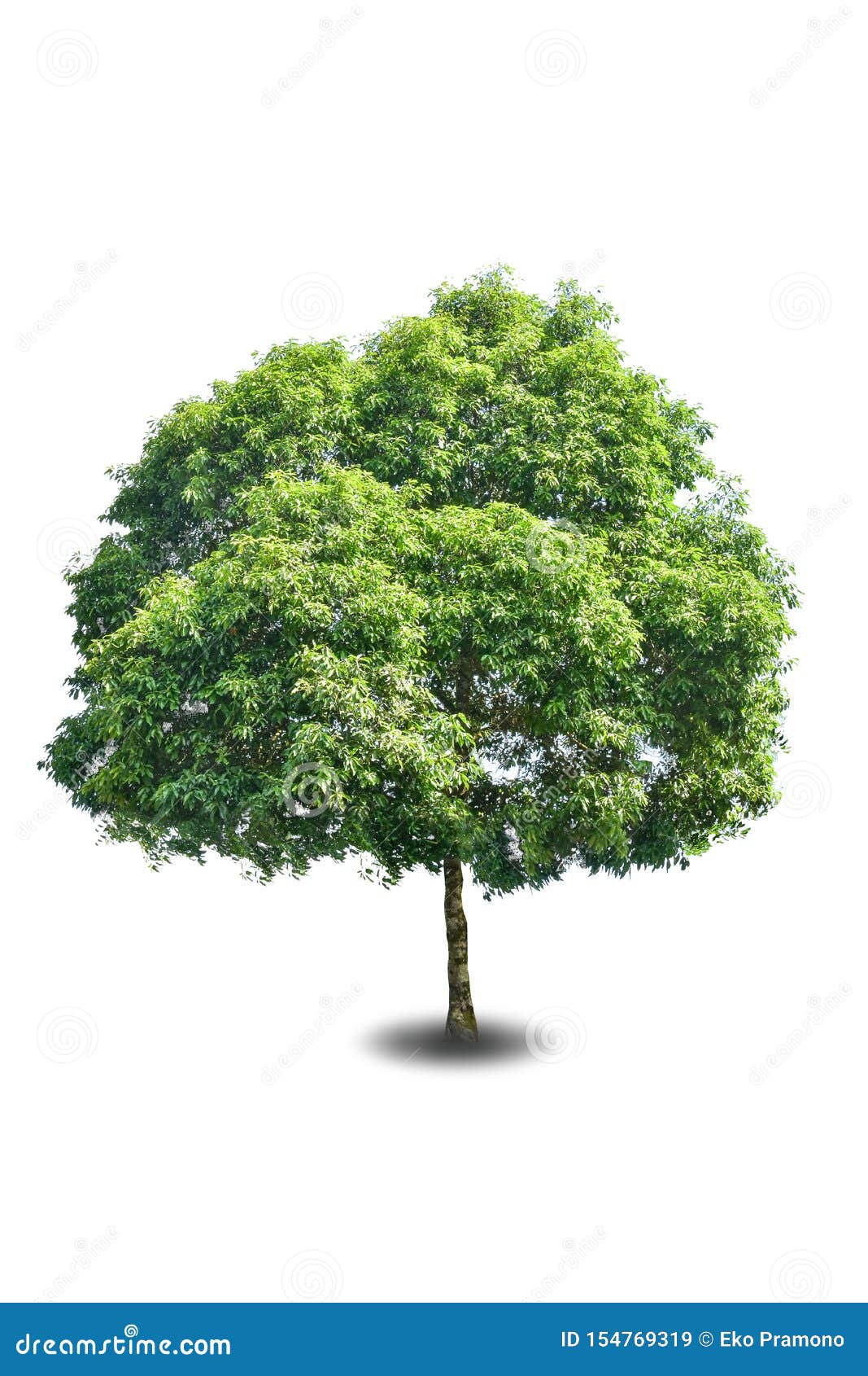Big Tree Isolated on White Background Stock Image - Image of growth ...