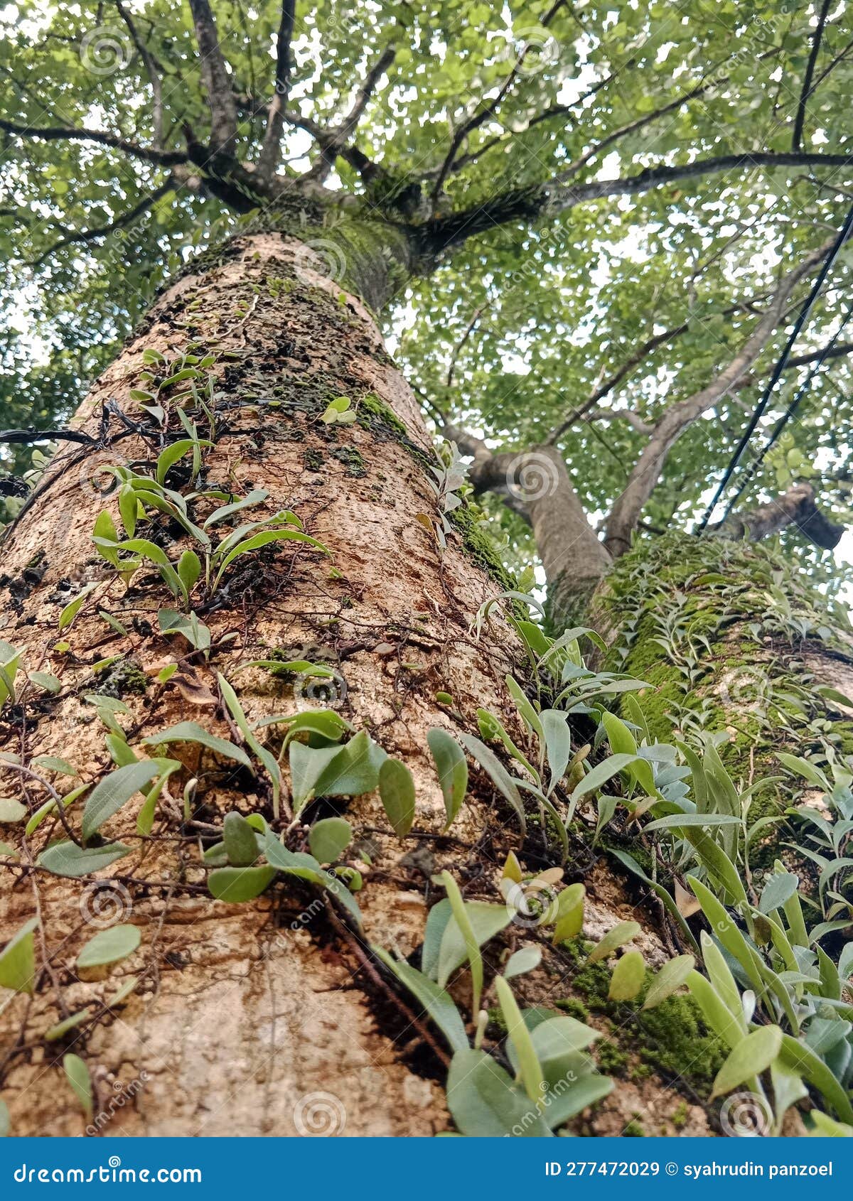 Big tree in the jungle stock image. Image of jungle - 277472029