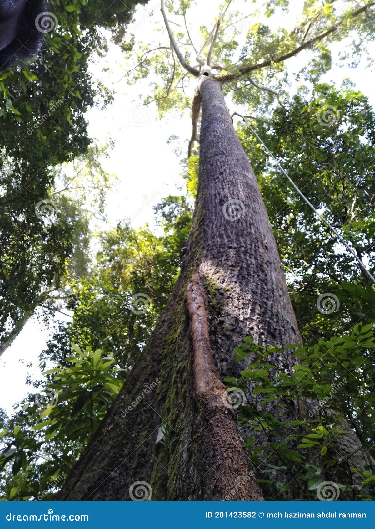 Big Tree in Jungle of Borneo Stock Photo - Image of tree, jungle: 201423582