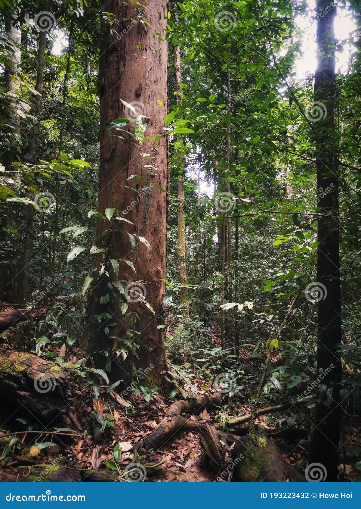 Big tree in jungle forest stock photo. Image of rainforest - 193223432
