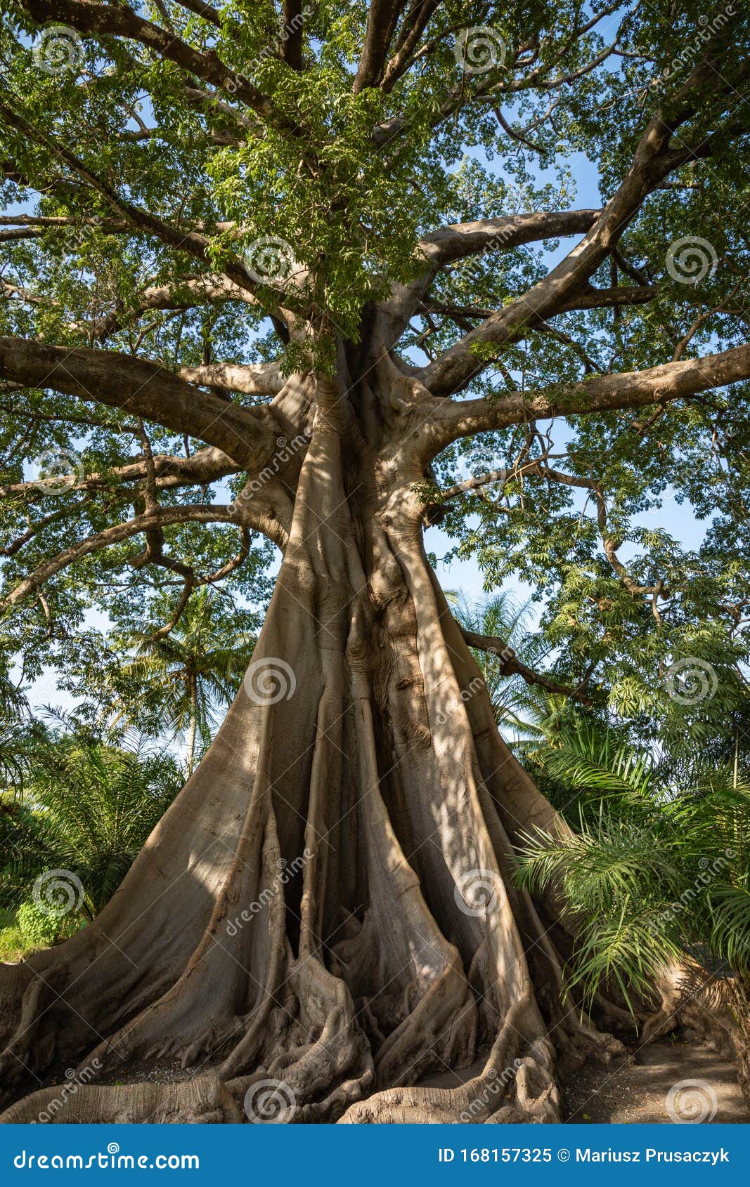 Big Tree in Jungle in Gambia Stock Image - Image of leaf, mangrove ...