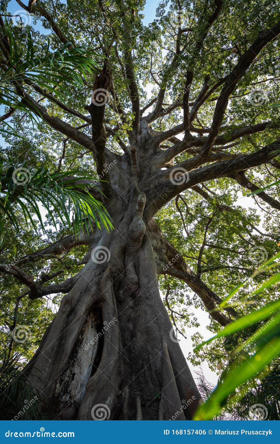 Big Tree in Jungle in Gambia Stock Photo - Image of mangroves, forest ...