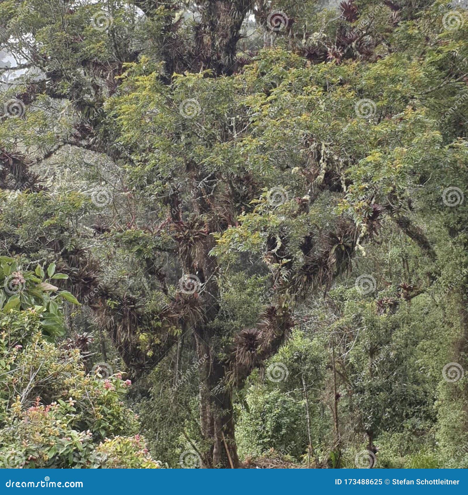 A big tree in the jungle stock image. Image of shrub - 173488625