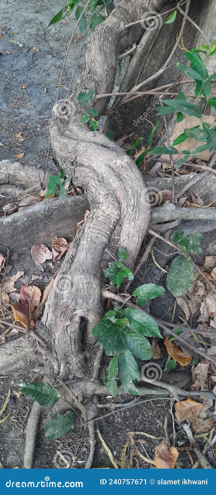 Tree Krakas Stock Photos - Free & Royalty-Free Stock Photos from Dreamstime