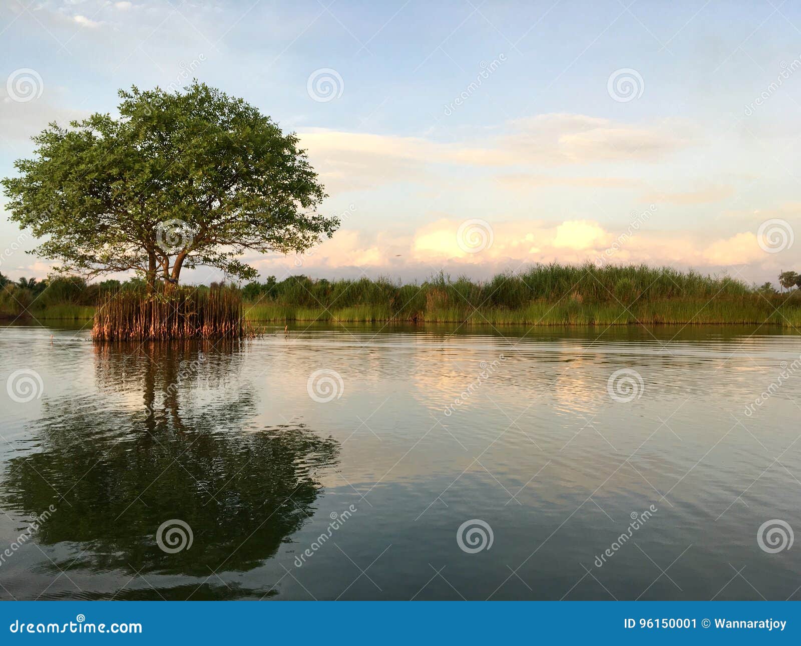 Big tree in lagoon stock image. Image of vacation, morning - 96150001