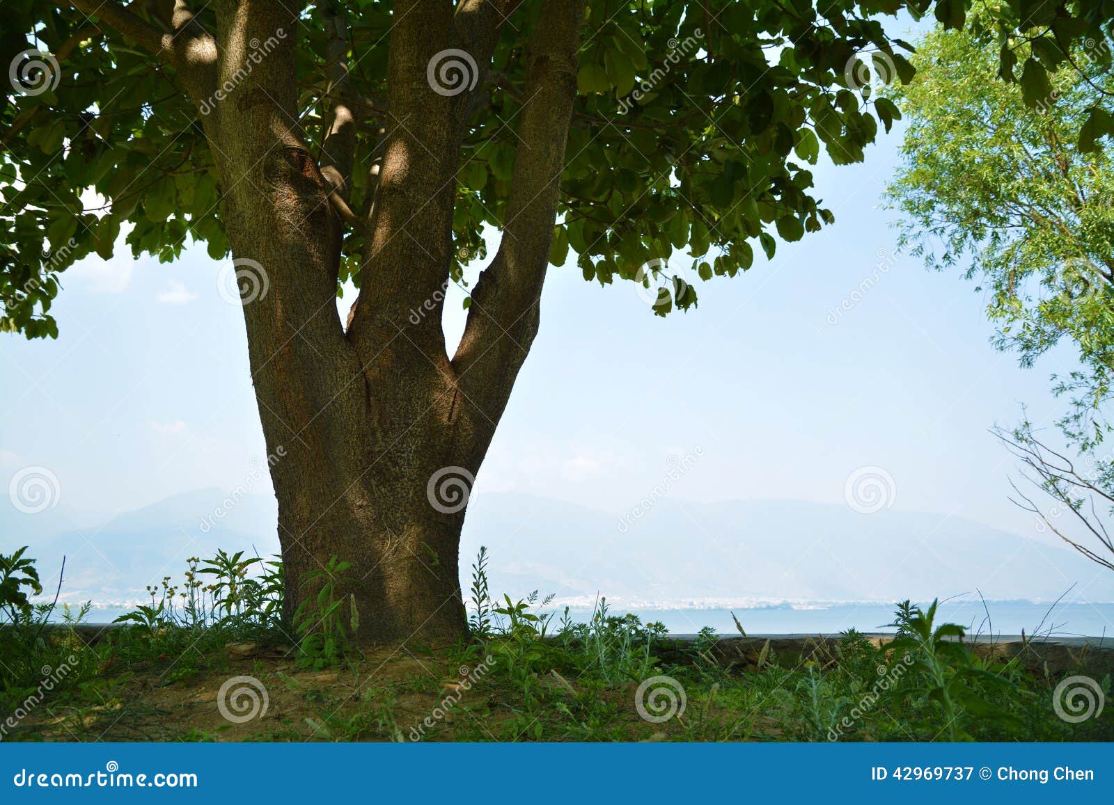 Big tree by lake landscape stock image. Image of travel - 42969737