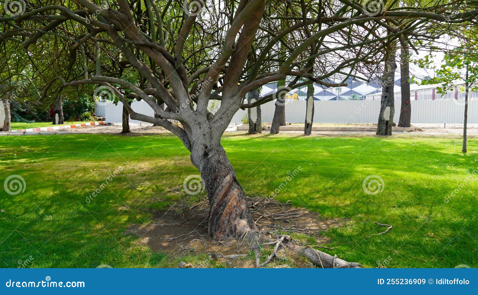 A Big Tree with Large Branches and Strange Trunk in a Park Stock Image ...