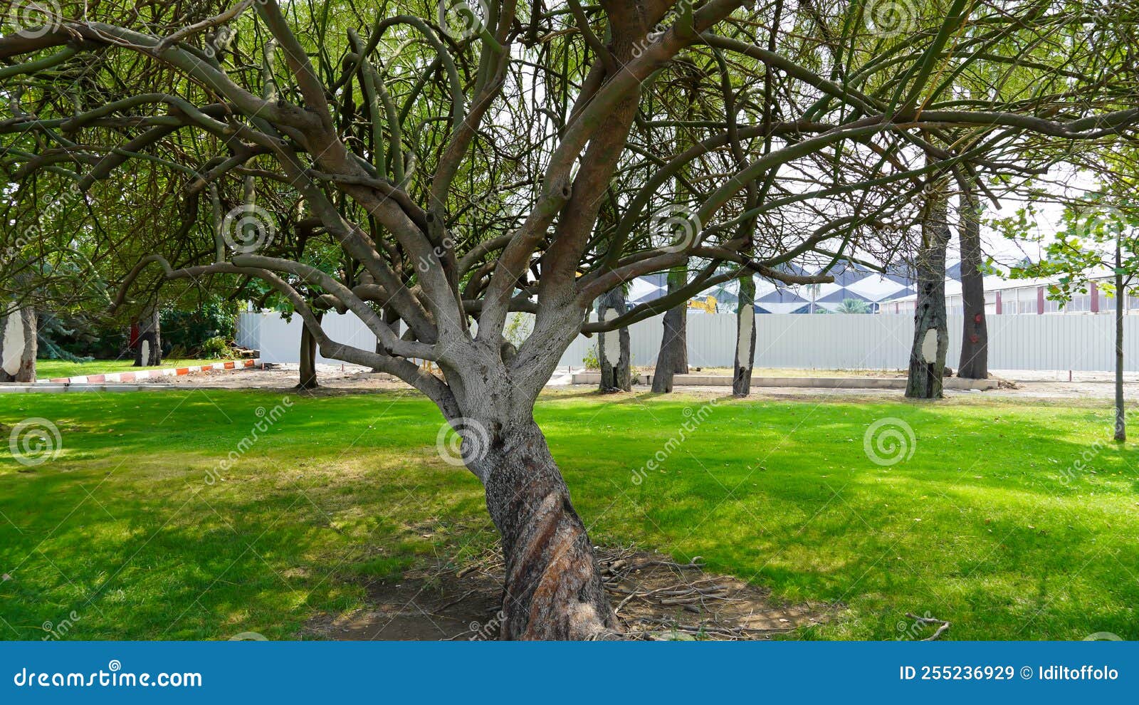 A Big Tree with Large Branches and Strange Trunk in a Park Stock Image ...