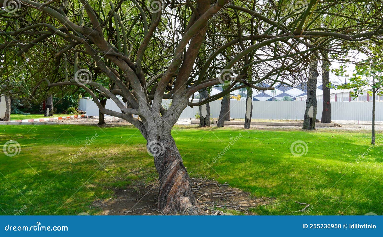 A Big Tree with Large Branches and Strange Trunk in a Park Stock Photo ...