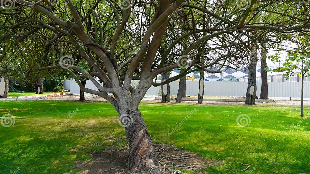 A Big Tree with Large Branches and Strange Trunk in a Park Stock Photo ...