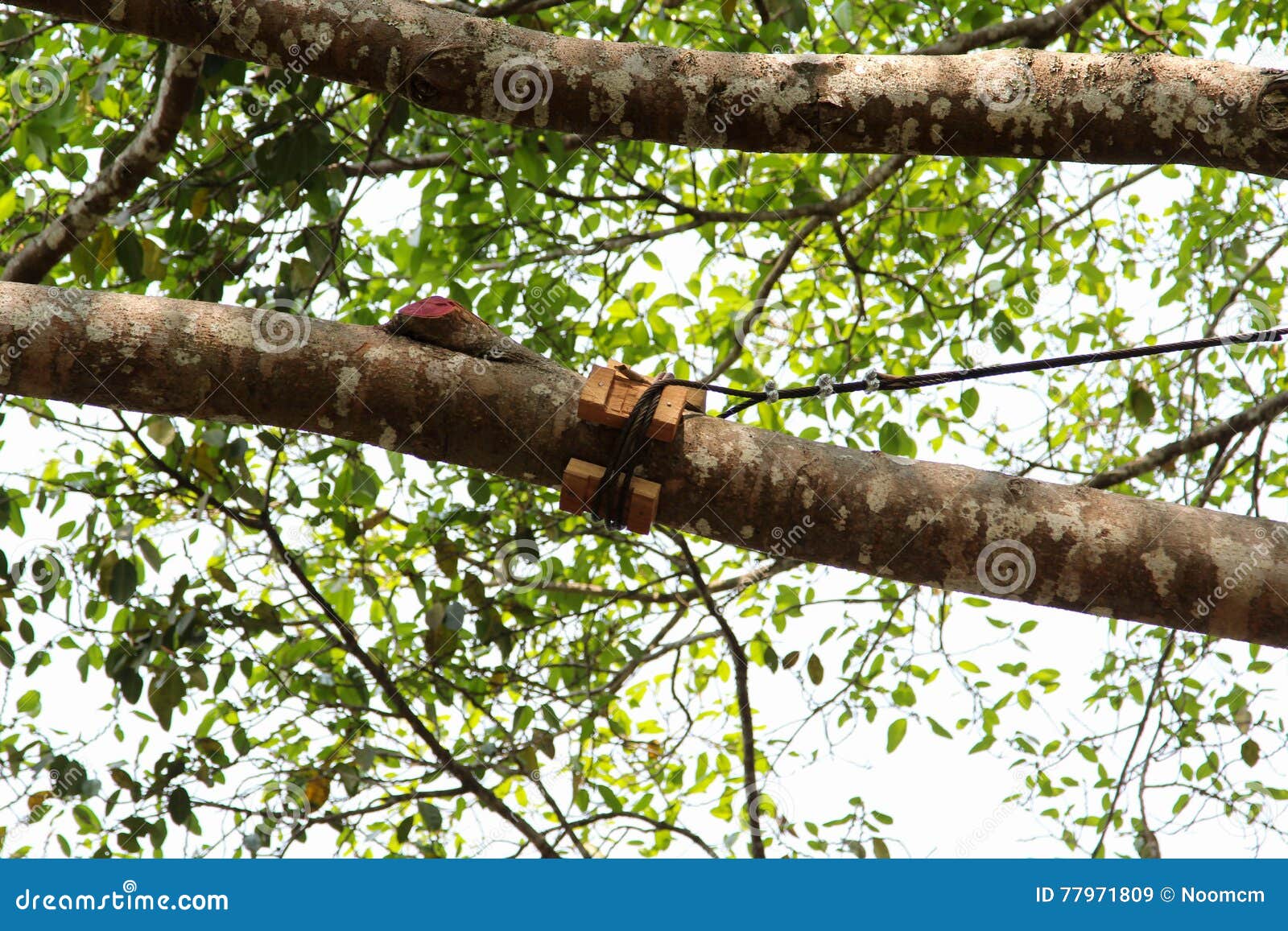 Strangled Tree Stock Photo | CartoonDealer.com #51994944