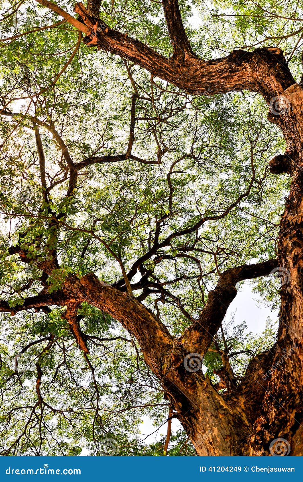 Big tree with leaf stock image. Image of branch, color - 41204249