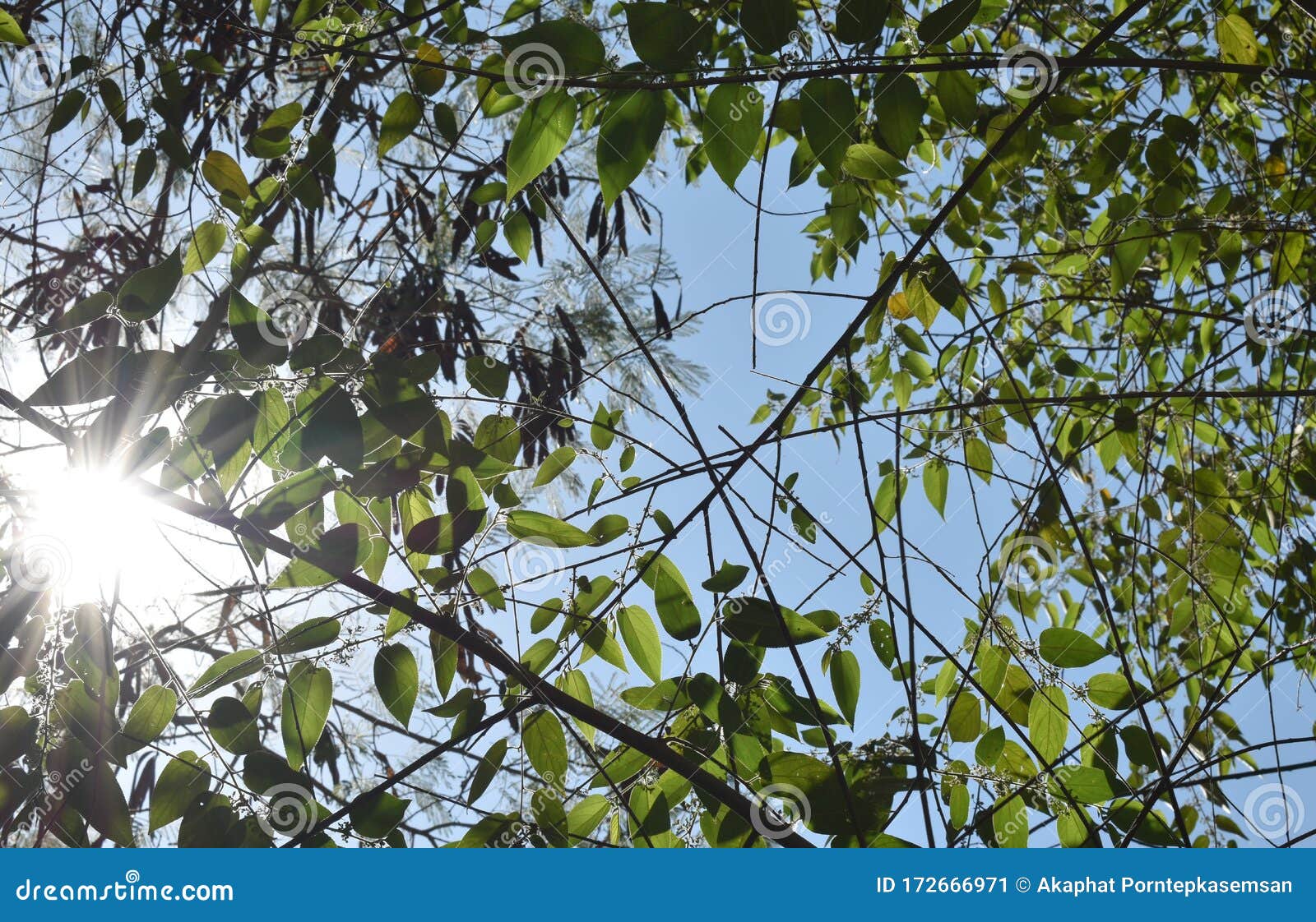 Big Tree Leaf and Branch Blowing from Wind in Summer Day Stock Image ...
