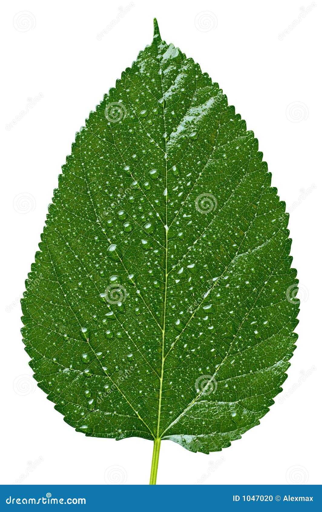 The Tree Leaf Royalty-Free Stock Image | CartoonDealer.com #122250712