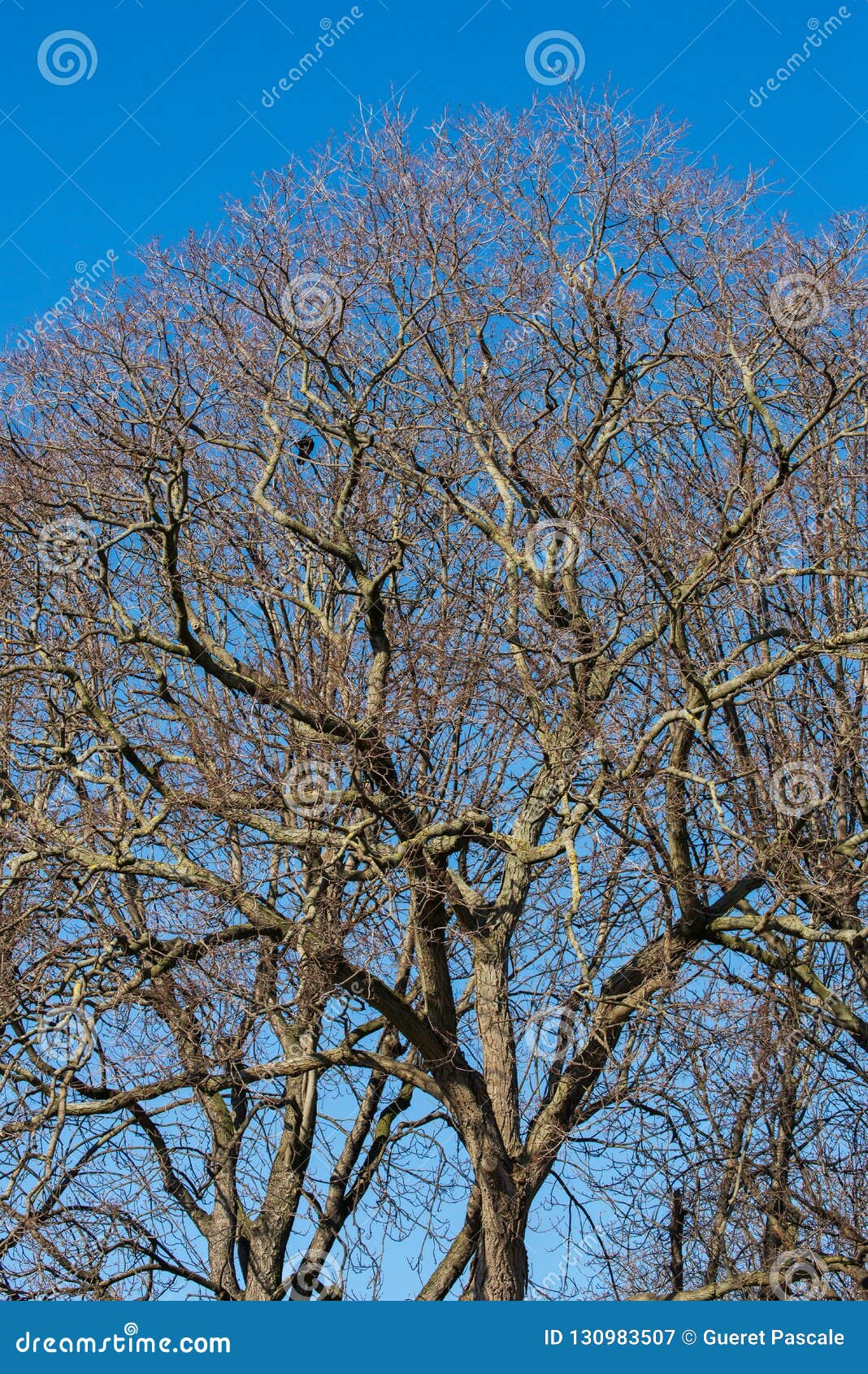 Big tree leafless stock image. Image of clear, branches - 130983507